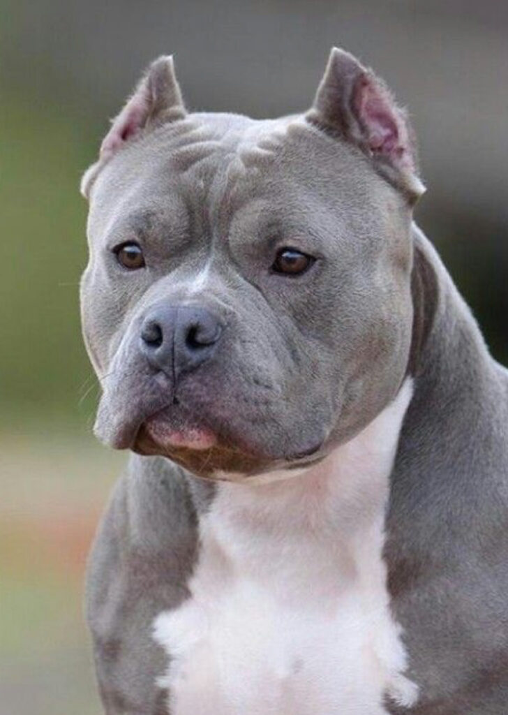 The American Bully: Kennel Club Recognition and Overcoming AKC ...