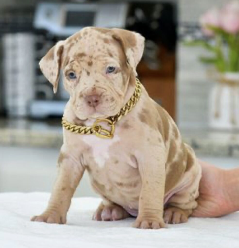 Current Trends in Dog Breeding: Merle Bullies, Fluffy French Bulldogs ...